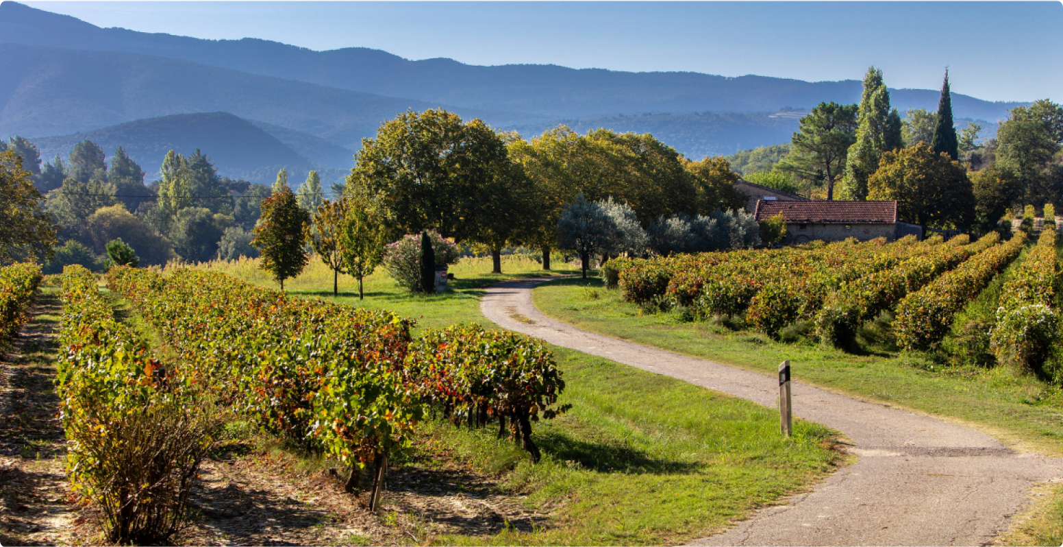 Terroir and grape varieties | Côtes du Rhône site officiel
