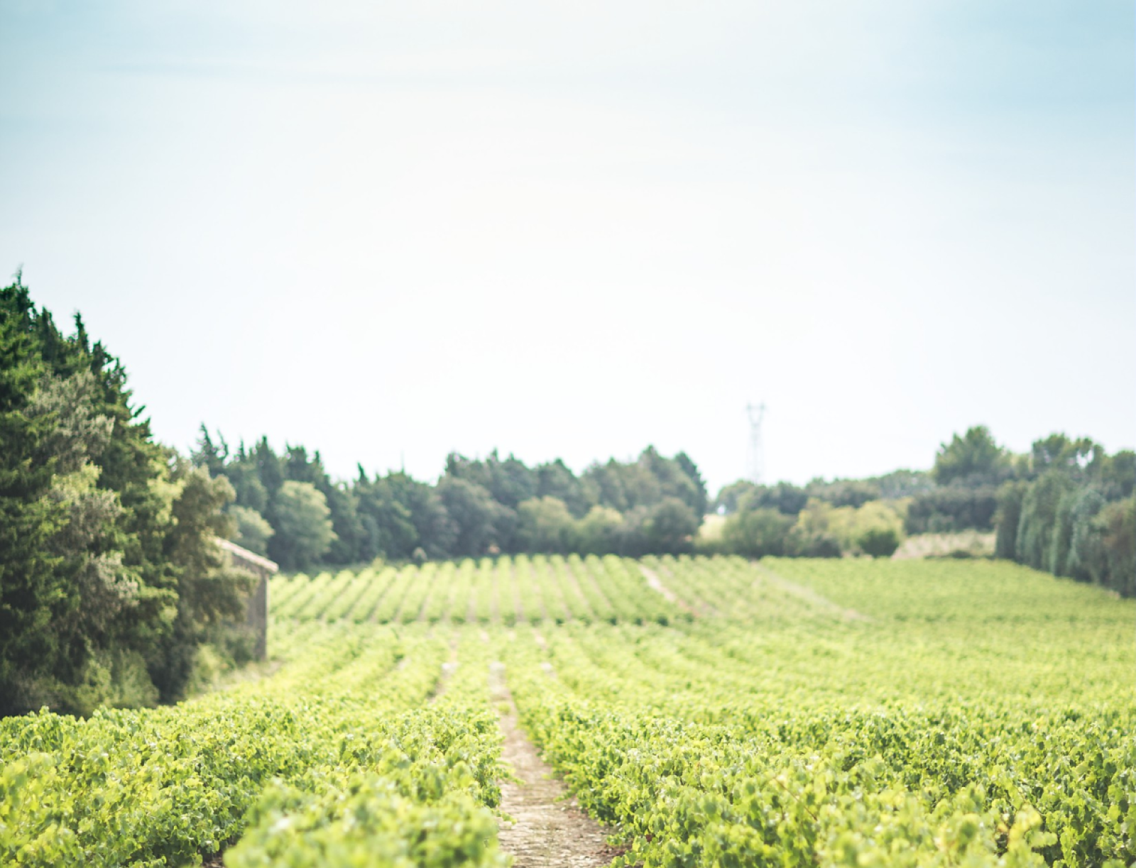Côtes du Rhône et Côtes du Rhône Villages | Côtes du Rhône site officiel