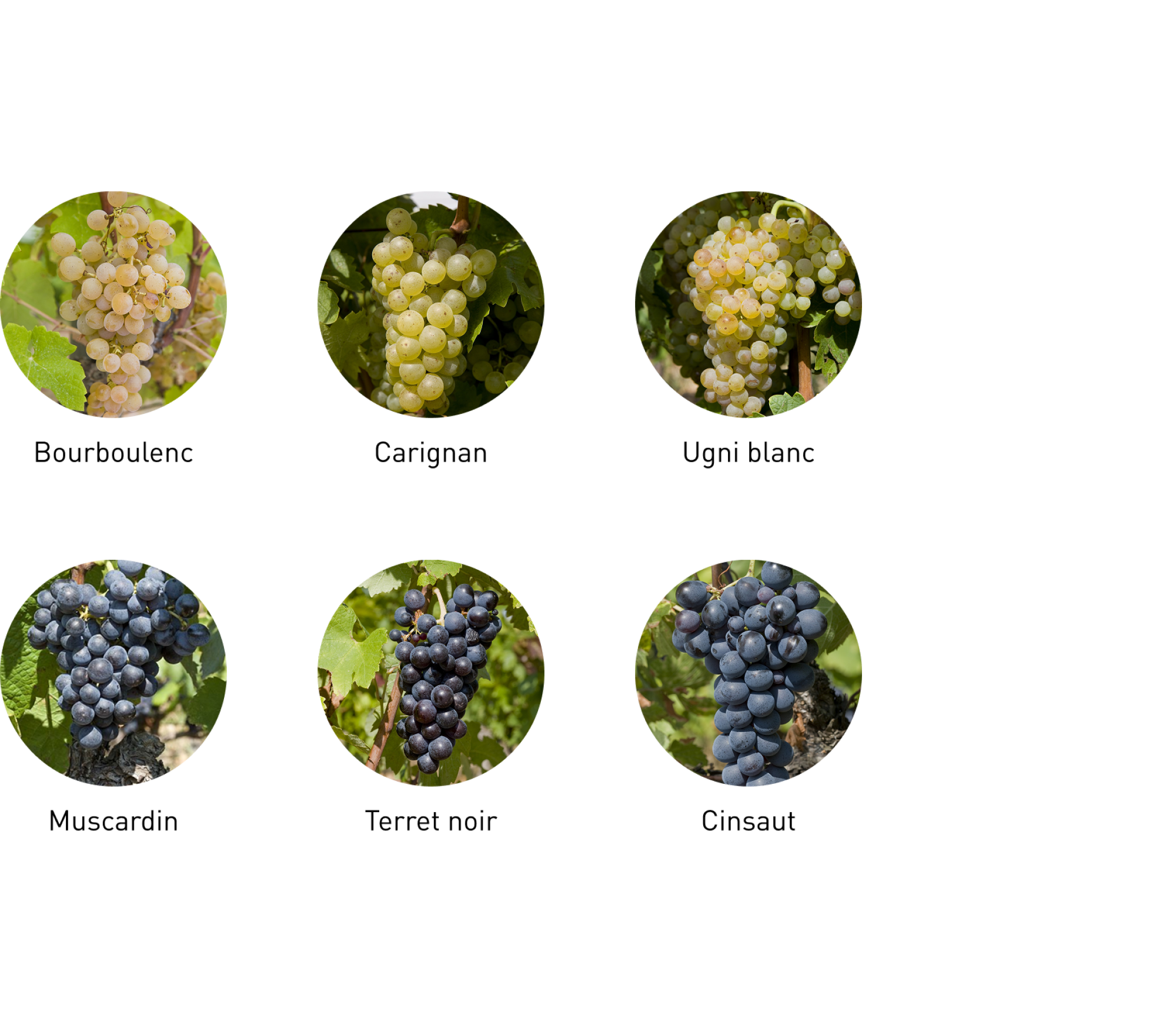 Terroir and grape varieties | Côtes du Rhône site officiel